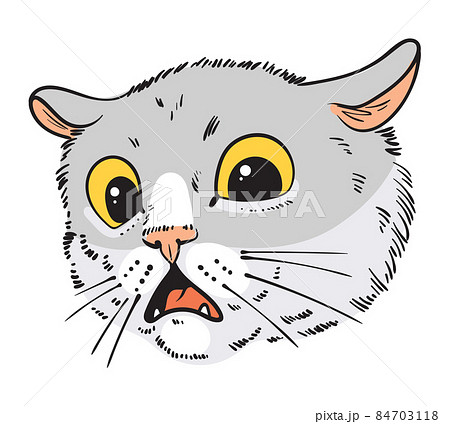 Embarrassed Cat