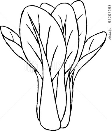 Pechay Clipart Black And White