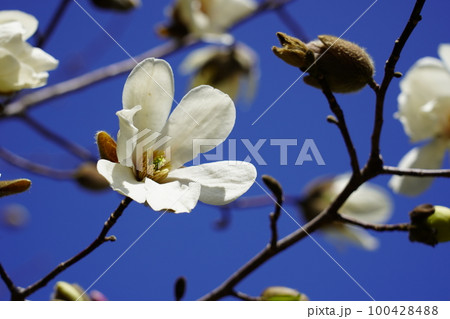 18ページ目 | モクレン属の写真素材 - PIXTA 18ページ目 | モクレン属の写真素材 - PIXTA